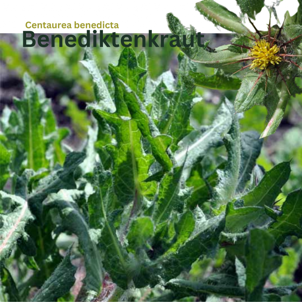 Benediktenkraut - Edelsteine und Kräuter für Körper, Geist und Seele