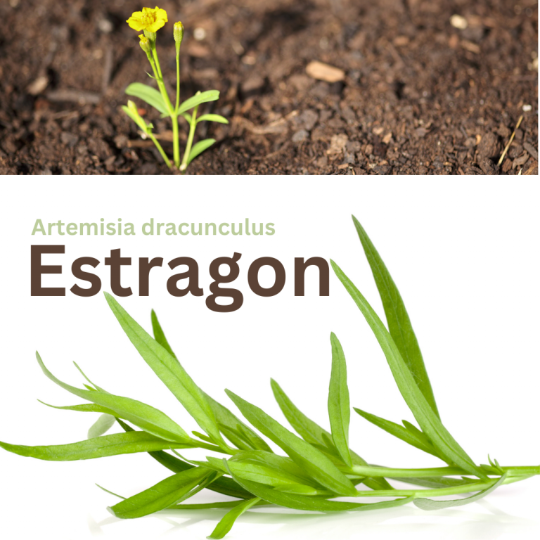 Estragon - Edelsteine und Kräuter für Körper, Geist und Seele